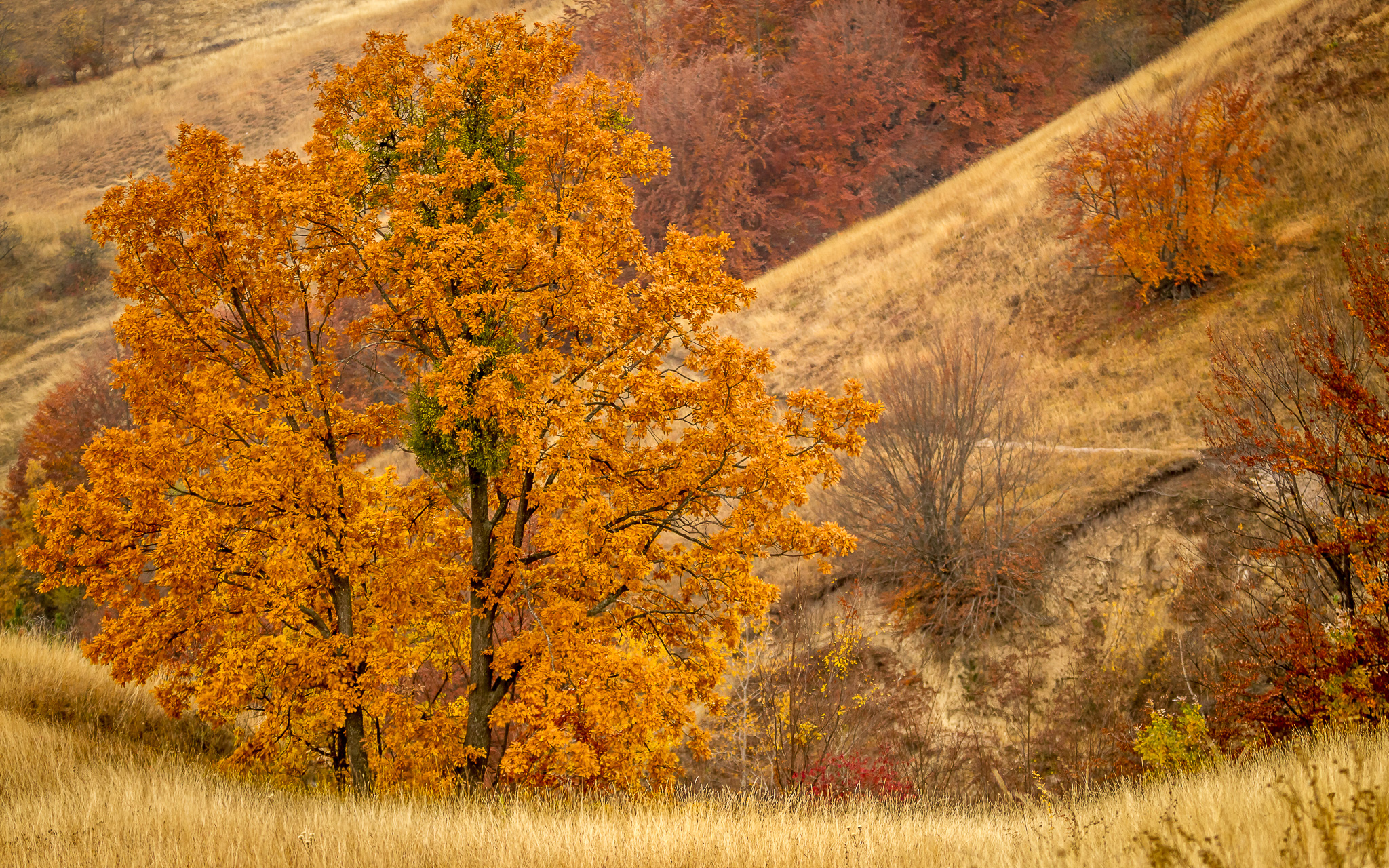Galbanum - Andrew Souter - Autumn Rains